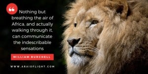 200+ African Quotes | African Proverbs | Inspired by Africa